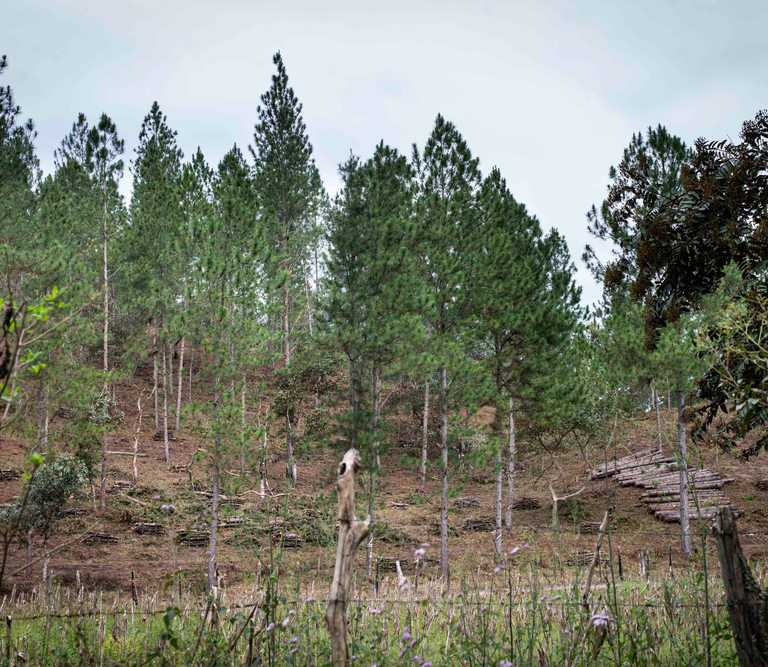 Migración de Costa Rica implementa nuevo sistema para citas web ...